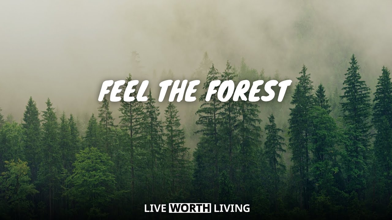 Feel The Sound of Forest || Meditation - YouTube