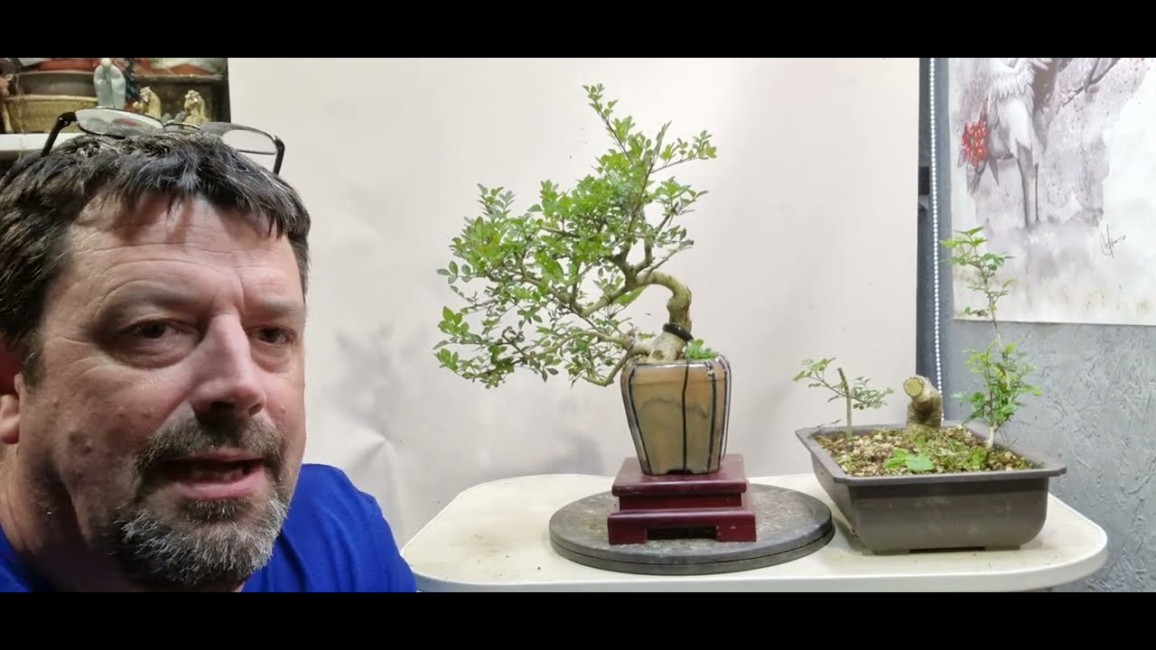 1st styling of a dwarf Ash tree - YouTube