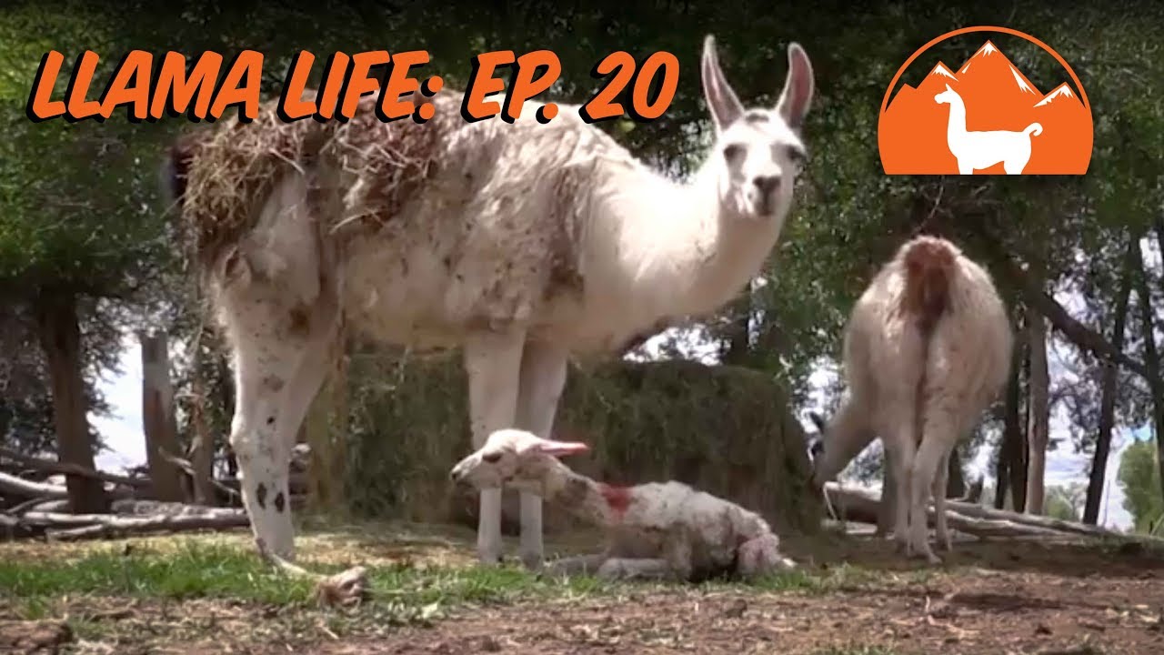 A Typical Day on The Llama Ranch - Ep 20- Llama Life - YouTube