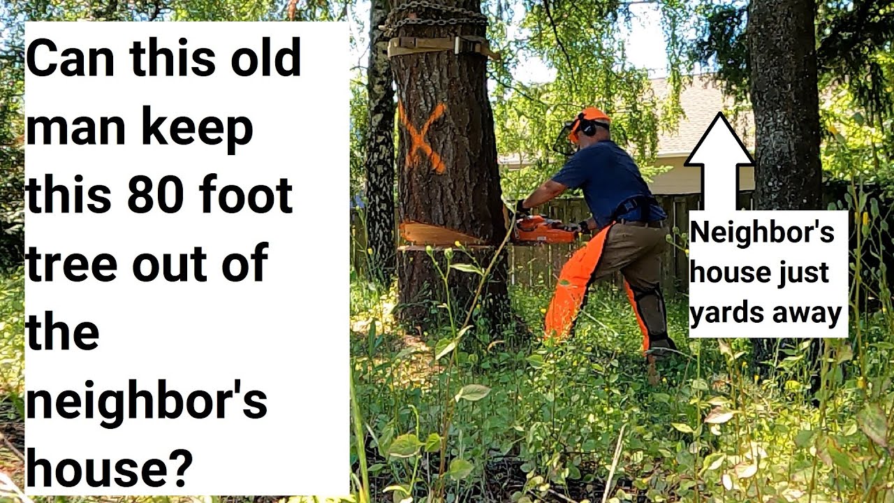 If this goes WRONG this 80 foot tree will go through the neighbor's ...