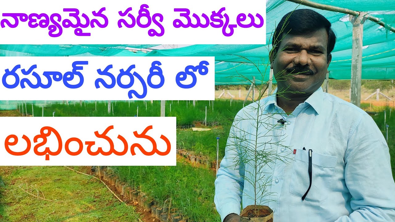 నాణ్యమైన సర్వీ మొక్కలు రసూల్ నర్సరీ లో లభించును ll 8639435066 ll Sarvi ...