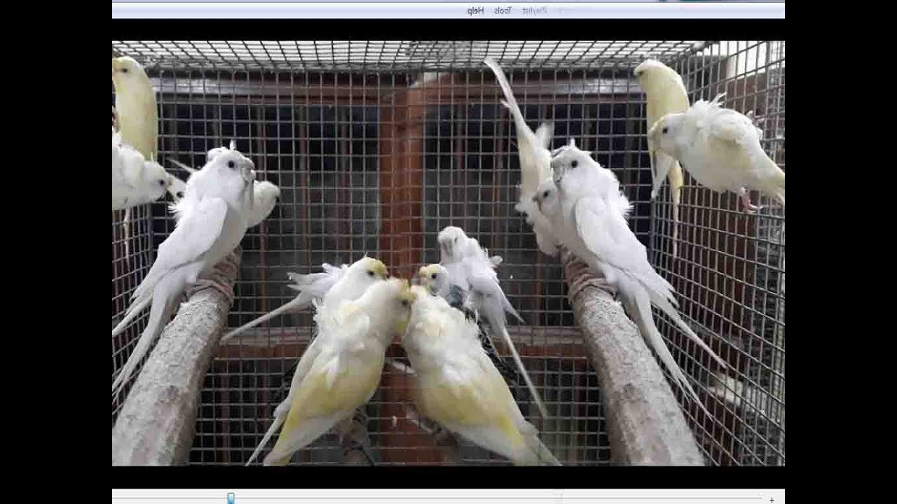 BUY 6 PAIR HOGOROMO BUDGIES FOR MY SETUP (JAPANESE HELICOPTER BUDGIES ...