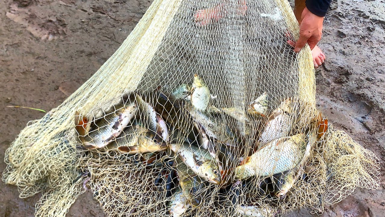 Most Satisfying Net Fishing! Big Fish Hunting With Cast Net in The Pond ...