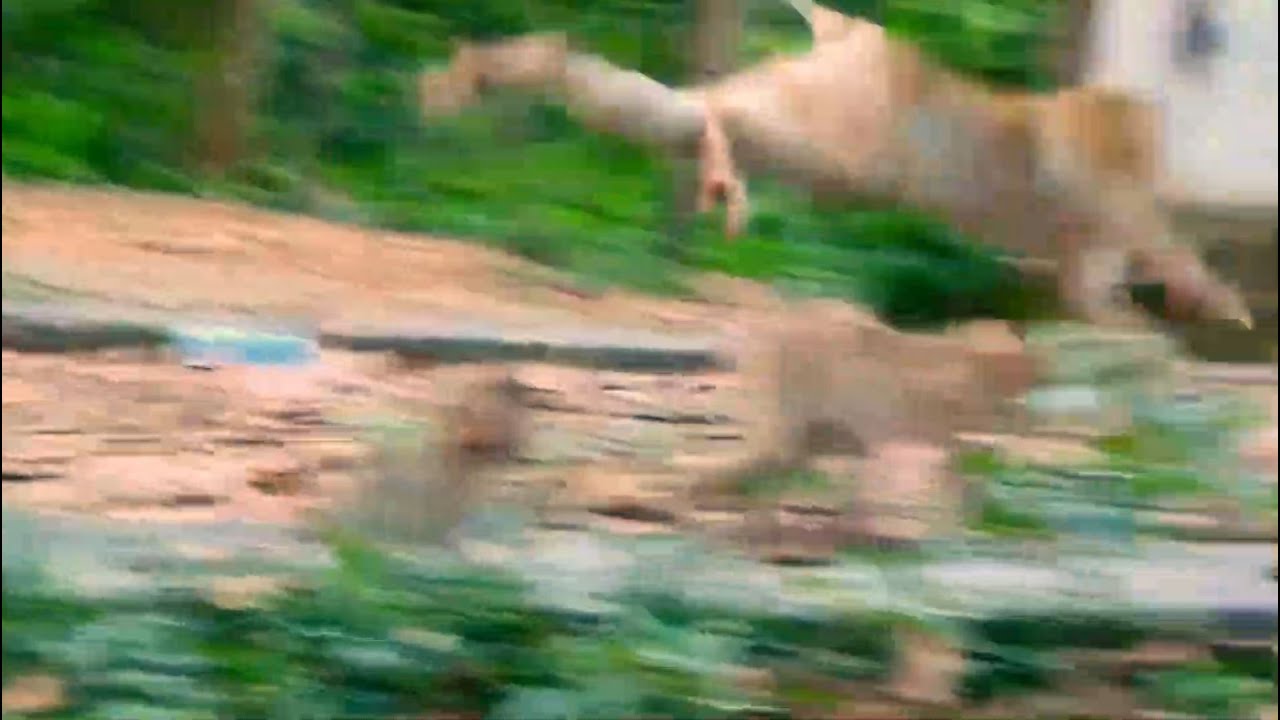 Oops, Luna is so mean flying to atTaCk Dora monkey crying louder for ...