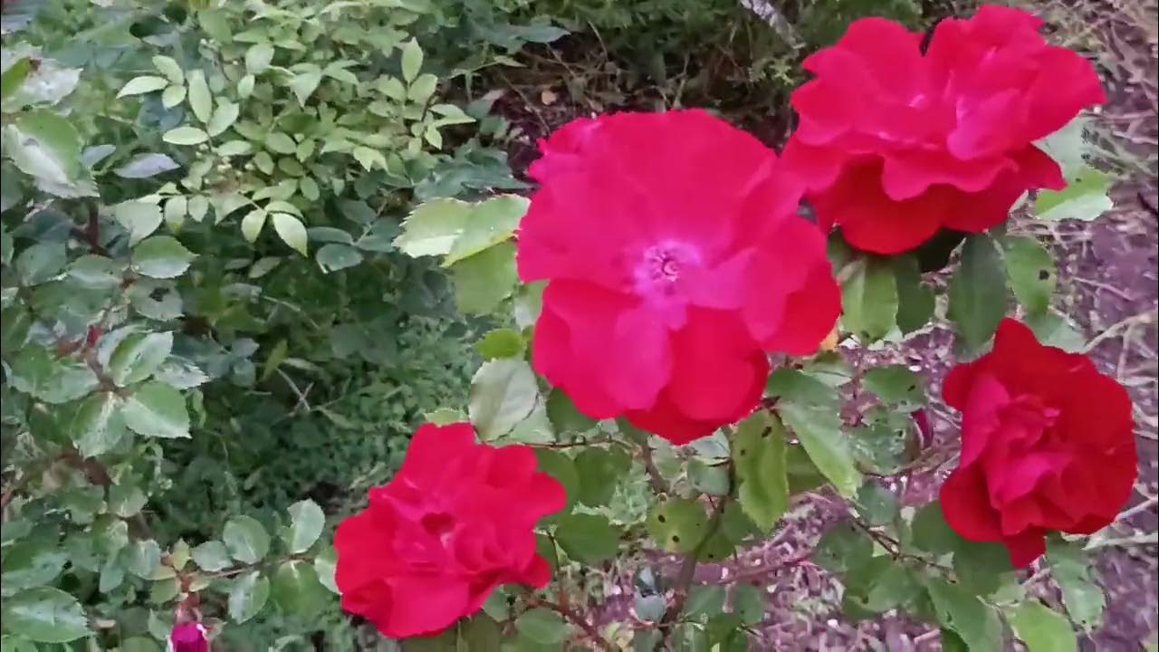 Ротер Корсар роза и с лева Абрахам Дерби - YouTube