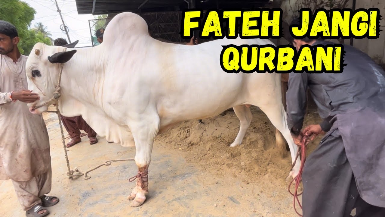 2nd DAY OF EID 🔥 || FATEH JANGI Ki QURBANI || part 1 - YouTube