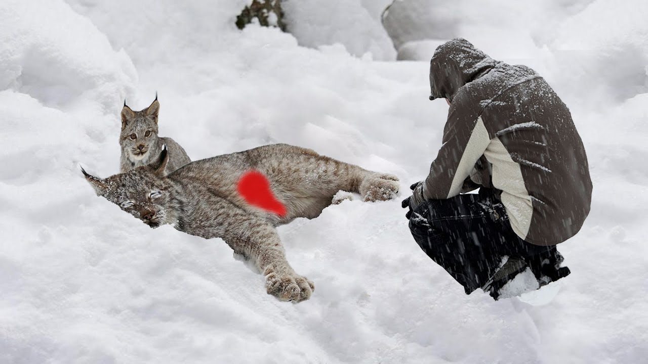 Man rescues crying lynx cub and dying mother, receives unbelievable ...