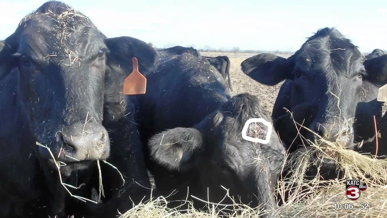 Farmer 'disheartened' after finding his cows shot in the head - YouTube
