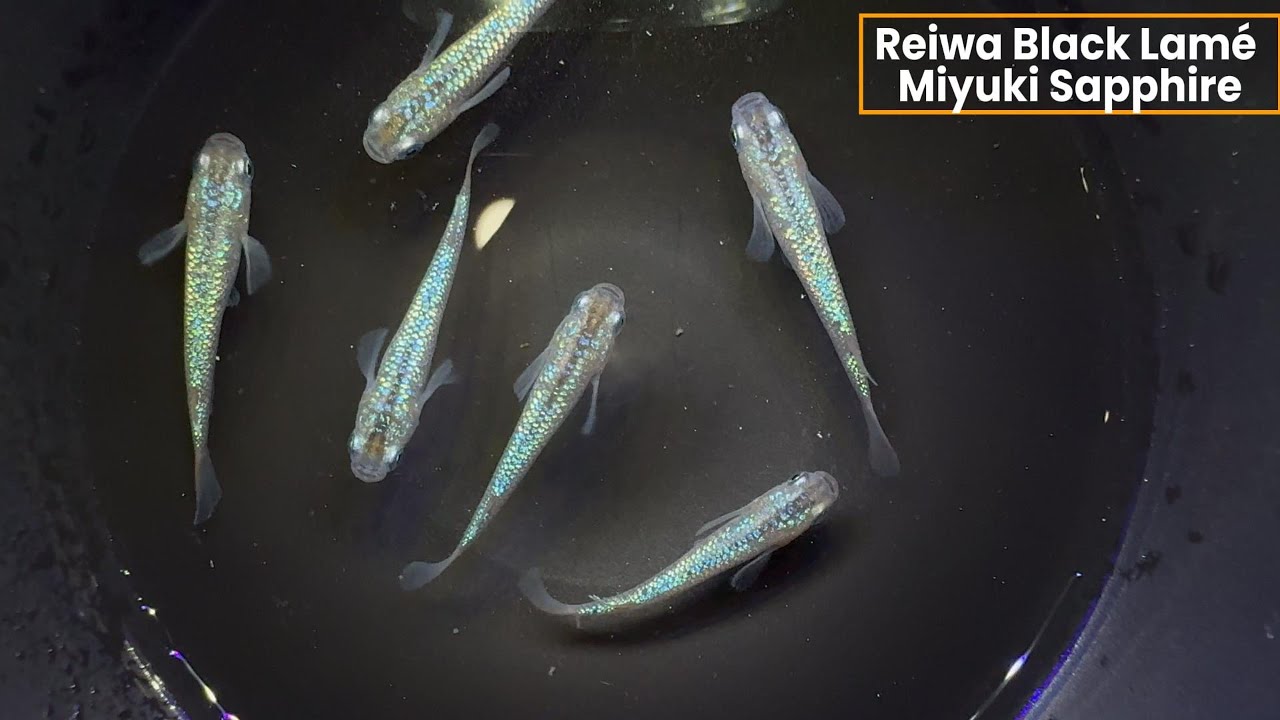 Reiwa Black Lamé Miyuki Sapphire Medaka - YouTube