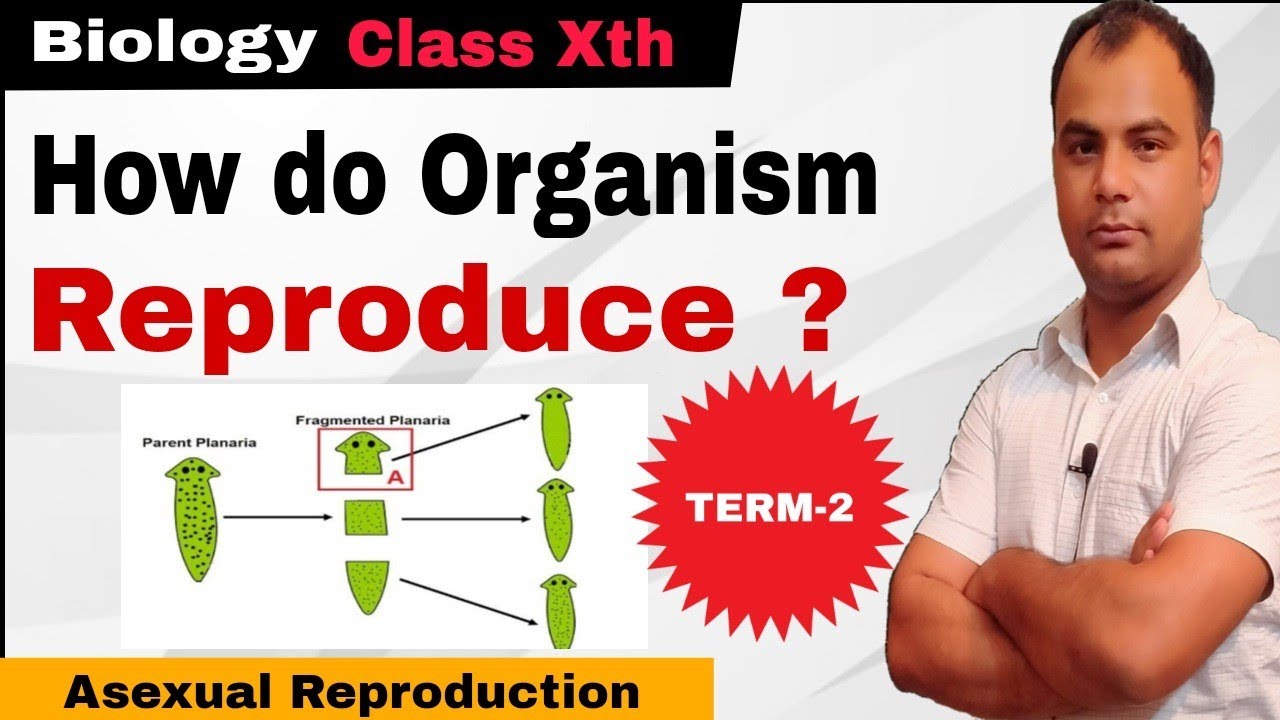 How do organism Reproduce (Leacture 2) ( Reproduction) Biology class ...
