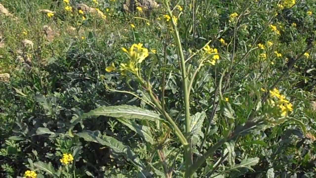 JARAMAGO: Diplotaxis virgata (www.riomoros.com) - YouTube