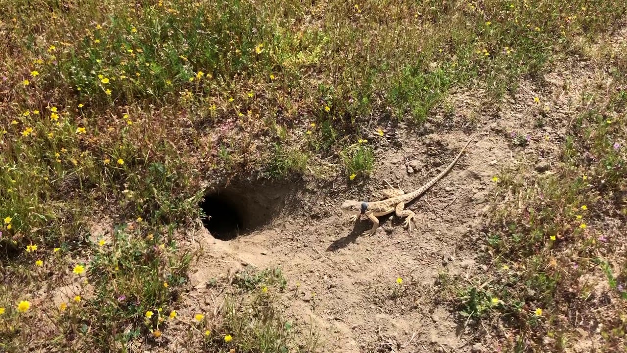 Blunt-nosed Leopard Lizard SLO-MO - YouTube