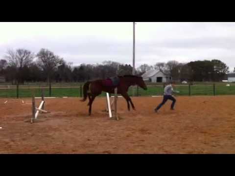Horse chasing girl - YouTube
