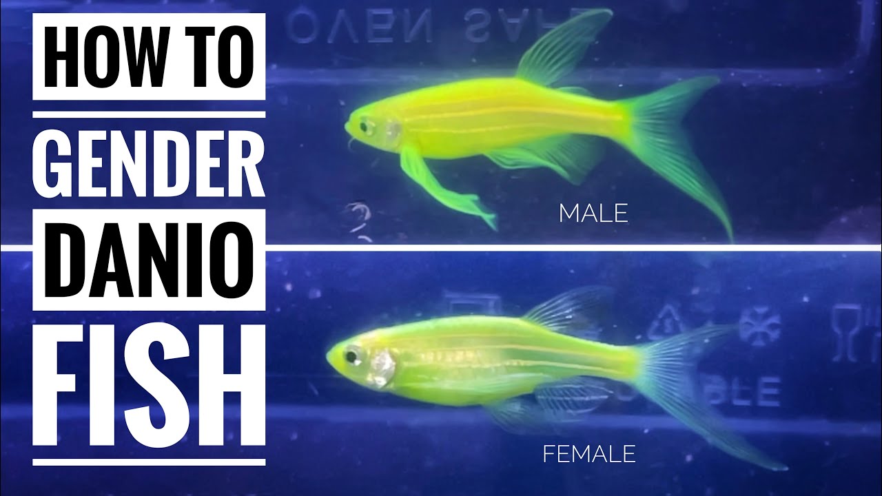 How to Gender Danio Fish: Long Fin Danio Breeding Project - YouTube
