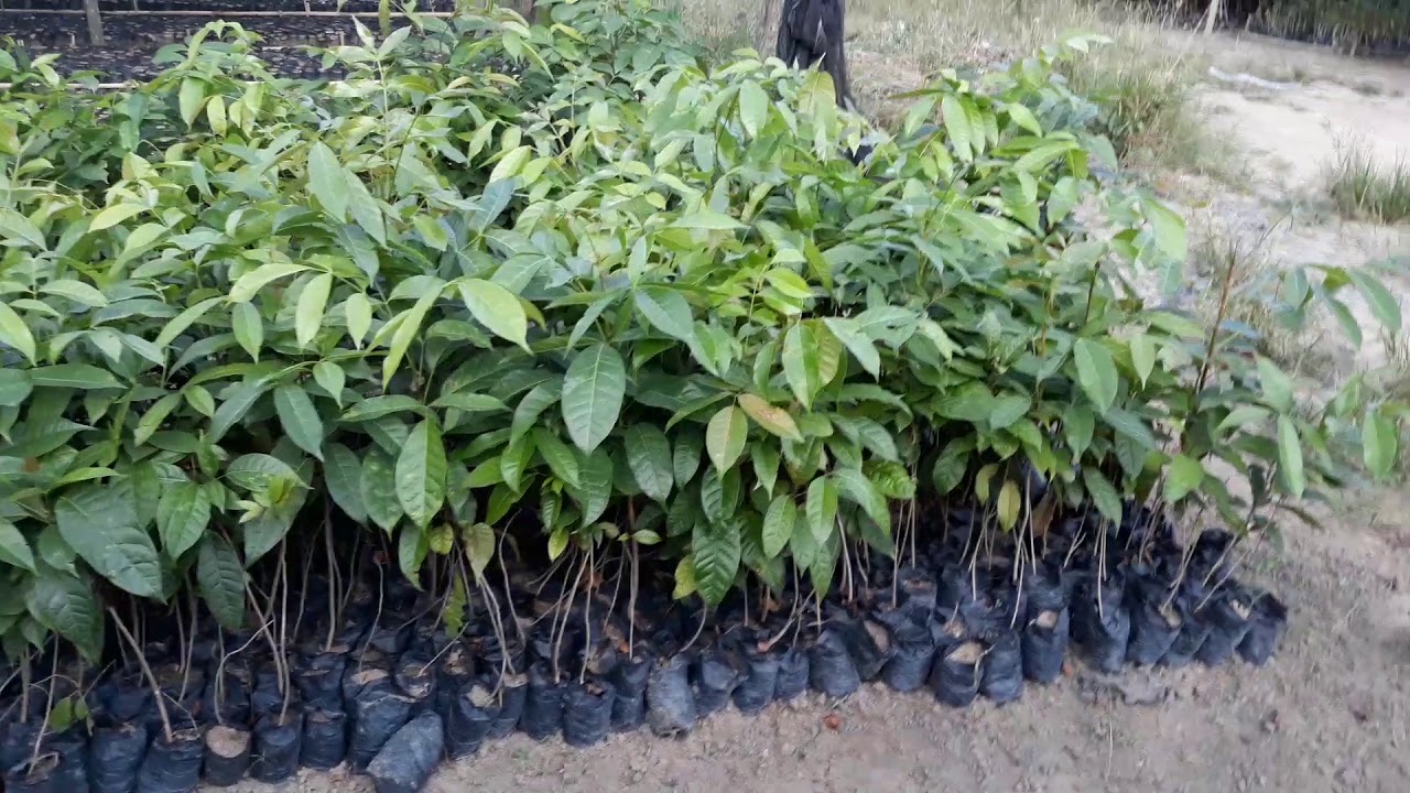 Bibit Mahoni Tanjung Kalimantan Selatan hp 082153350119 - YouTube