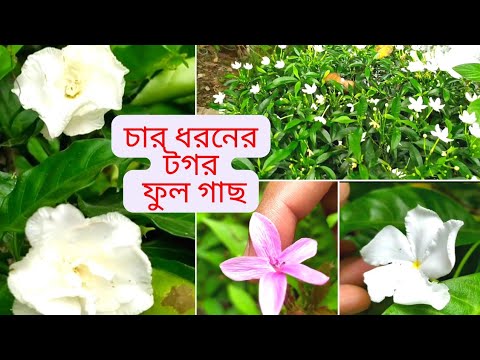 4 ধরনের টগর ফুল গাছ || টগর ফুল || Variety of Tagar flower plant ...