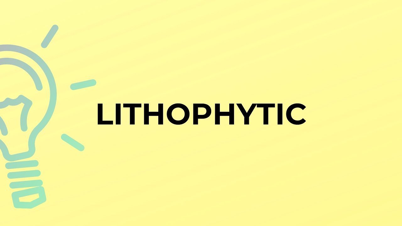 What is the meaning of the word LITHOPHYTIC? - YouTube