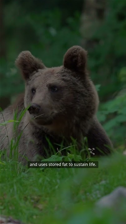 Why do bears hibernate? - YouTube