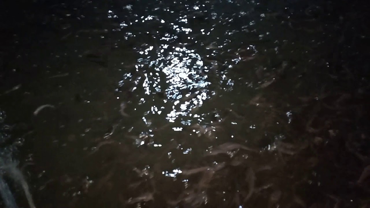 Video of plough fish - YouTube