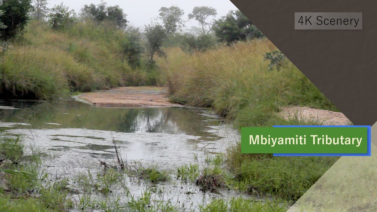 Mbiyamiti Tributary - 4k Kruger National Park, chill and relax - YouTube