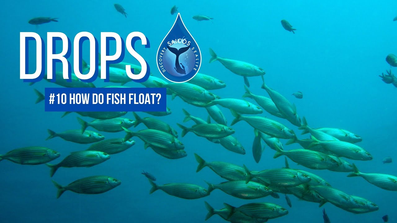 How do fish float? | DROPS #10 - YouTube