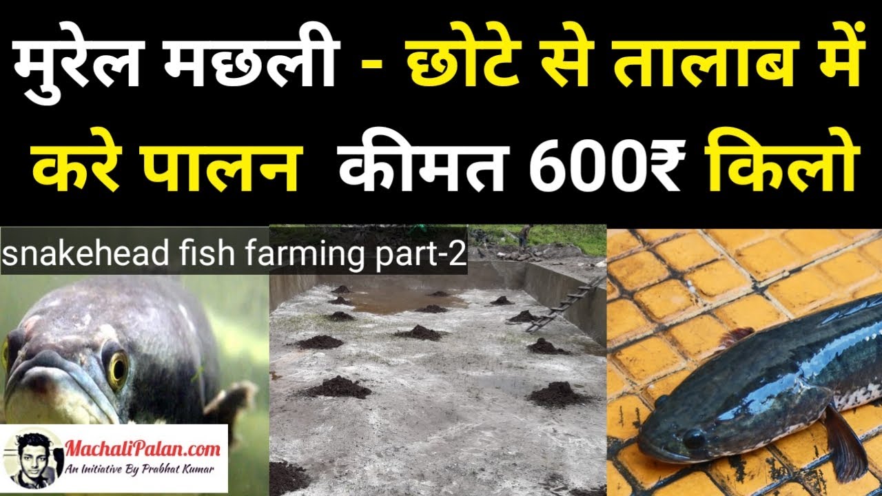 snakehead fish farming part-2 || murrel fish farming in india || sole ...