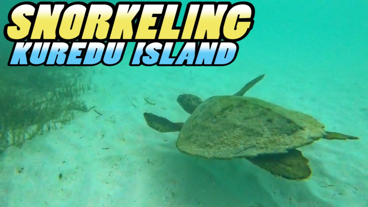SNORKELING in Maldives - Kuredu Island Resort and Spa (4k) - YouTube