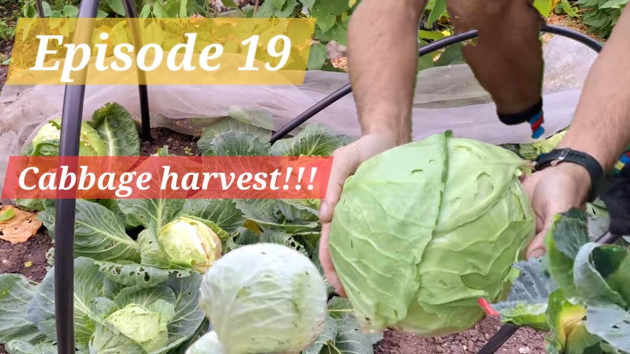 🌱 Amazing White Cabbage Harvest | How to Prevent Splitting | Sauerkraut ...