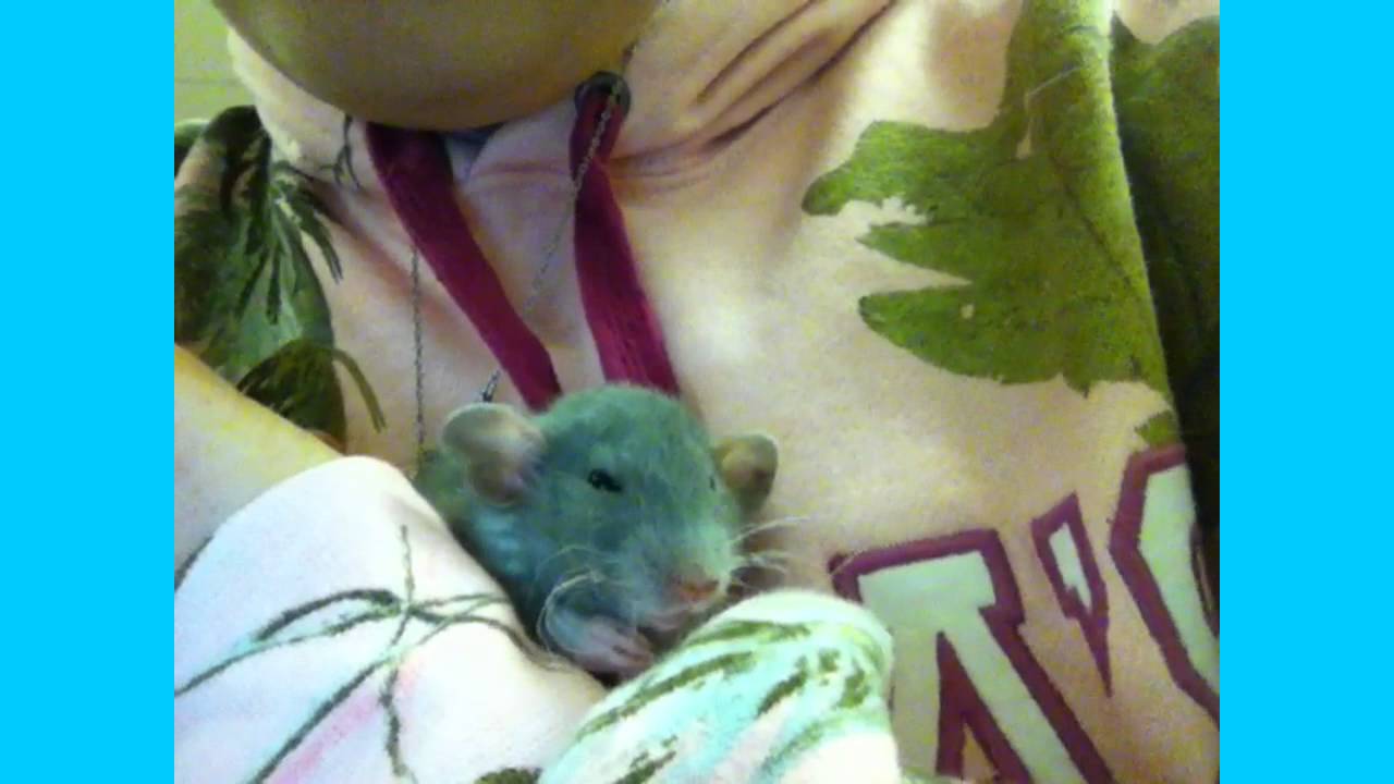 my rat talking soo cute - YouTube