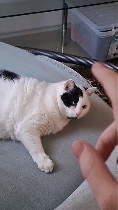 CAT PART 2 - YouTube