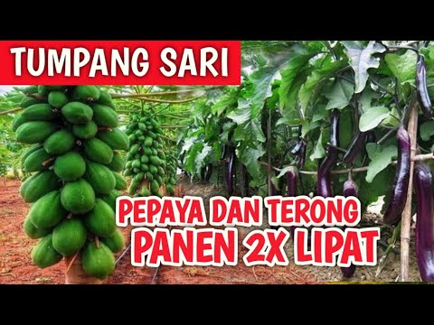 TERNYATA BEGINI CARA TUMPANGSARI TANAMAN, PANEN BISA 2X LIPAT MELIMPAH ...