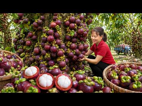 Single Girl Harvesting 500Kg Mangosteen - Juicy Tropical Fruit Collect, Eat and Sell 🤤| Fruity Daily