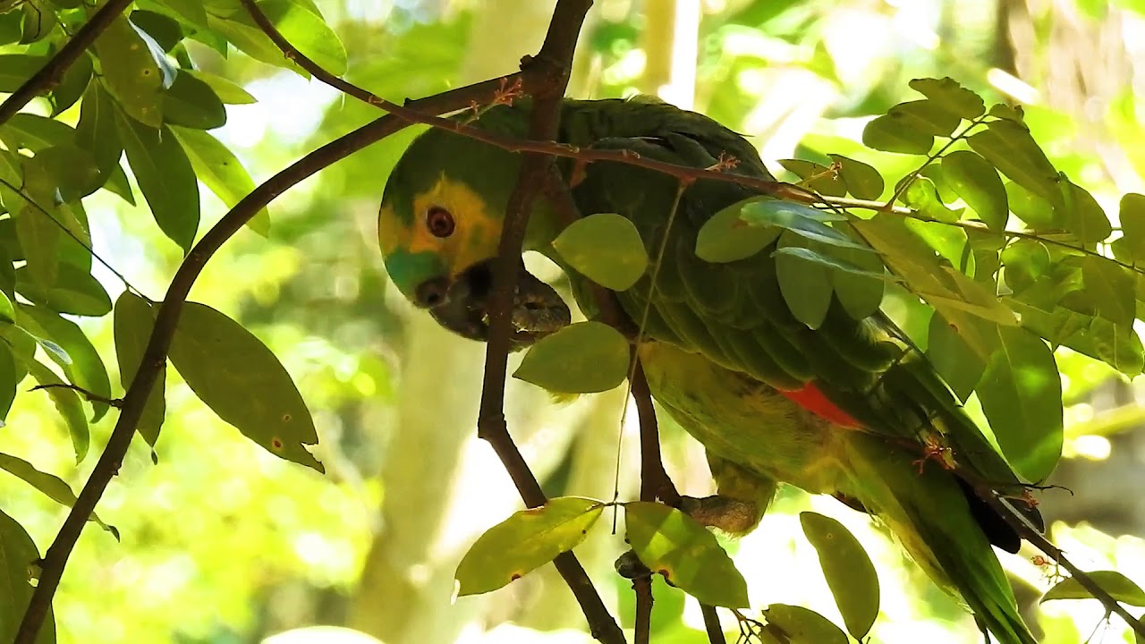 PAPAGAIO VERDADEIRO (AMAZONA AESTIVA), TURQUOISE-FRONTED PARROT ...