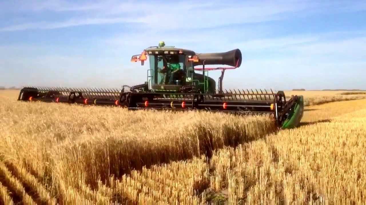 W150 John Deere swather (Macdon) cutting heavy crop of soft white ...