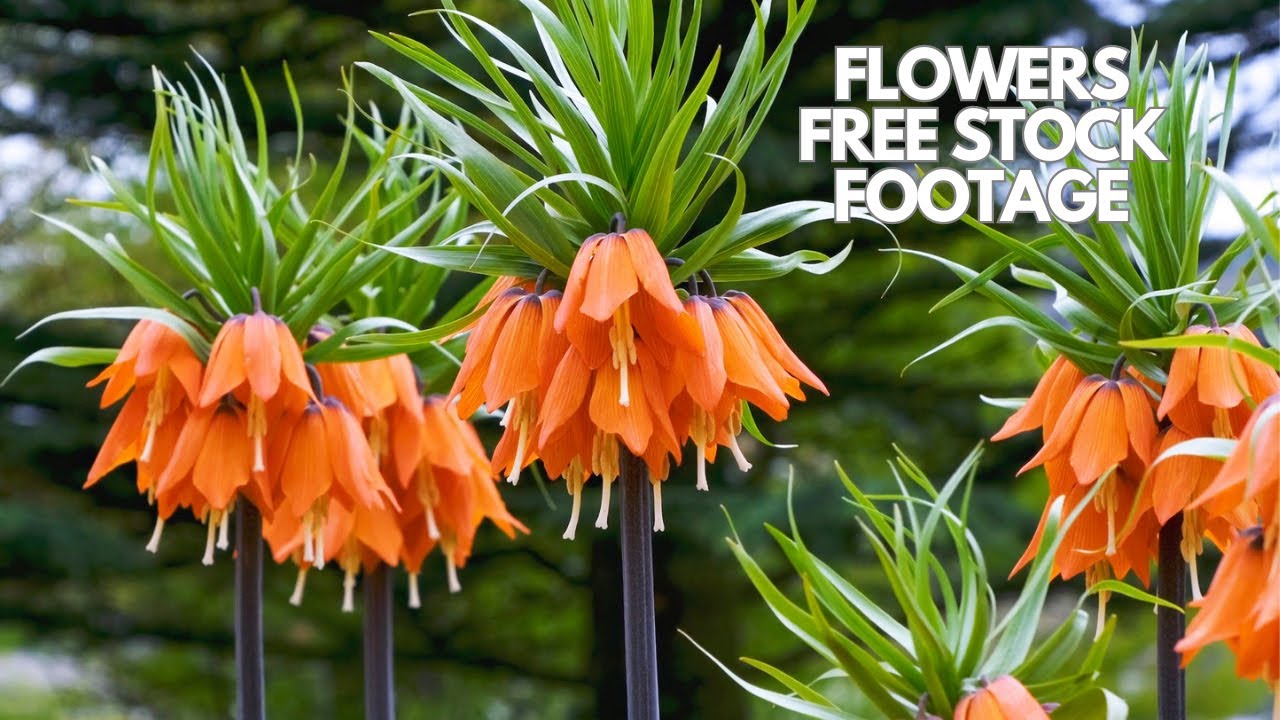 Beautiful Flowers Free Stock Footage: Download for Free [4K] - Flowers ...