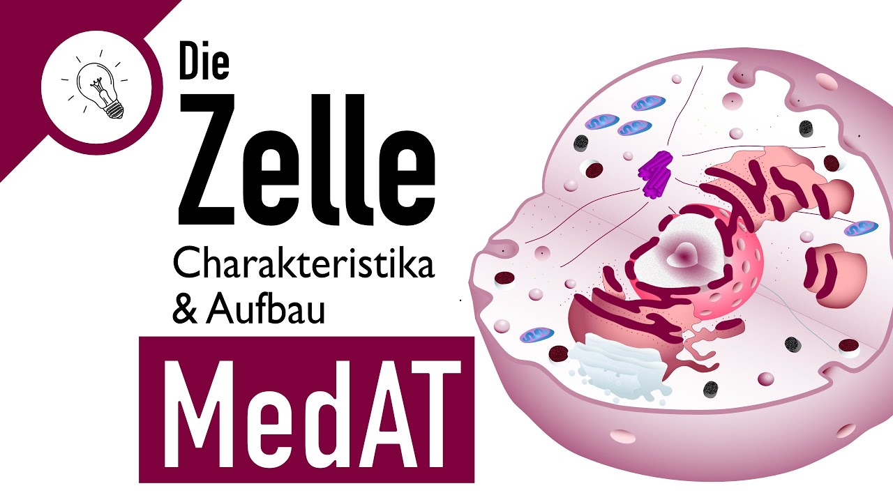 Die Zelle - Aufbau & Charakteristika | MedAT | Biologie - YouTube