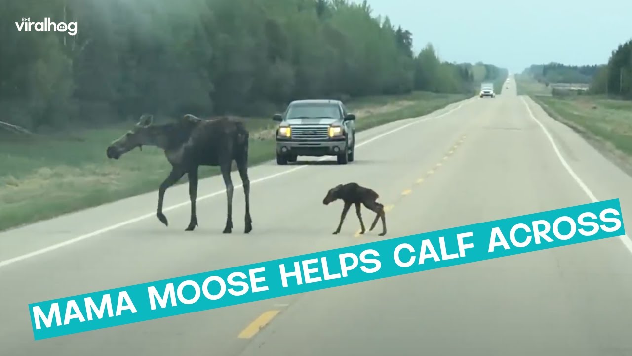 Mama Moose And Newborn Calf Crossing Road || ViralHog - YouTube