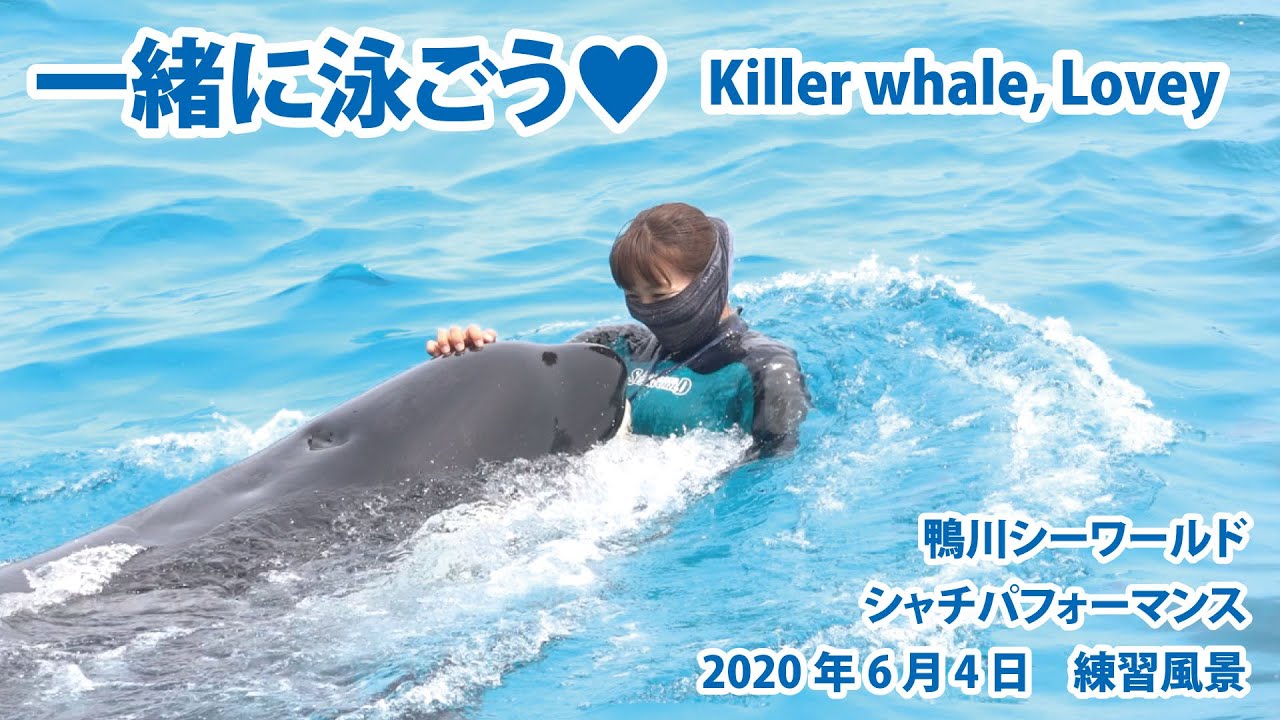 一緒に泳ごう♥ Killer whale,Lovey【2020年6月4日 鴨川シーワールド シャチパフォーマンス 練習風景】Killer ...