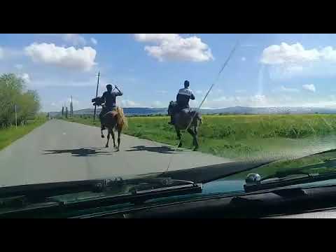 Yorqa atlar Füzuli.