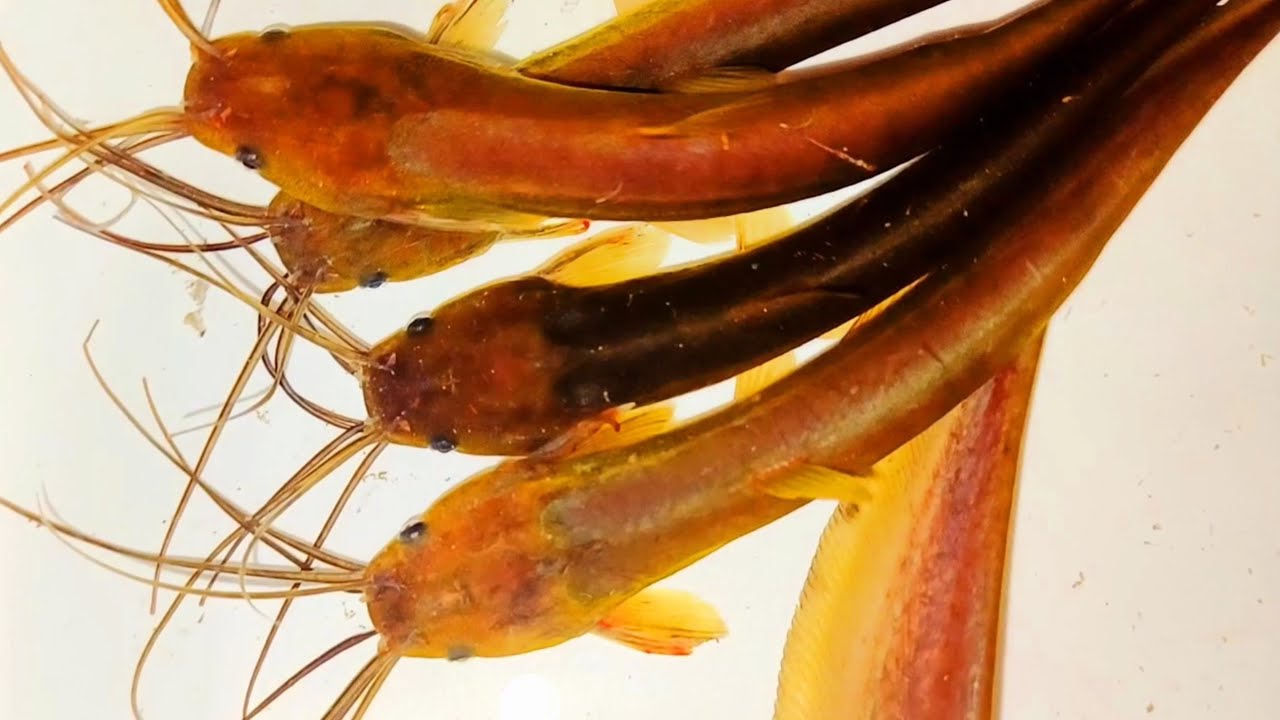 Beautiful dancing of catfish🤡.It's a natural video. - YouTube