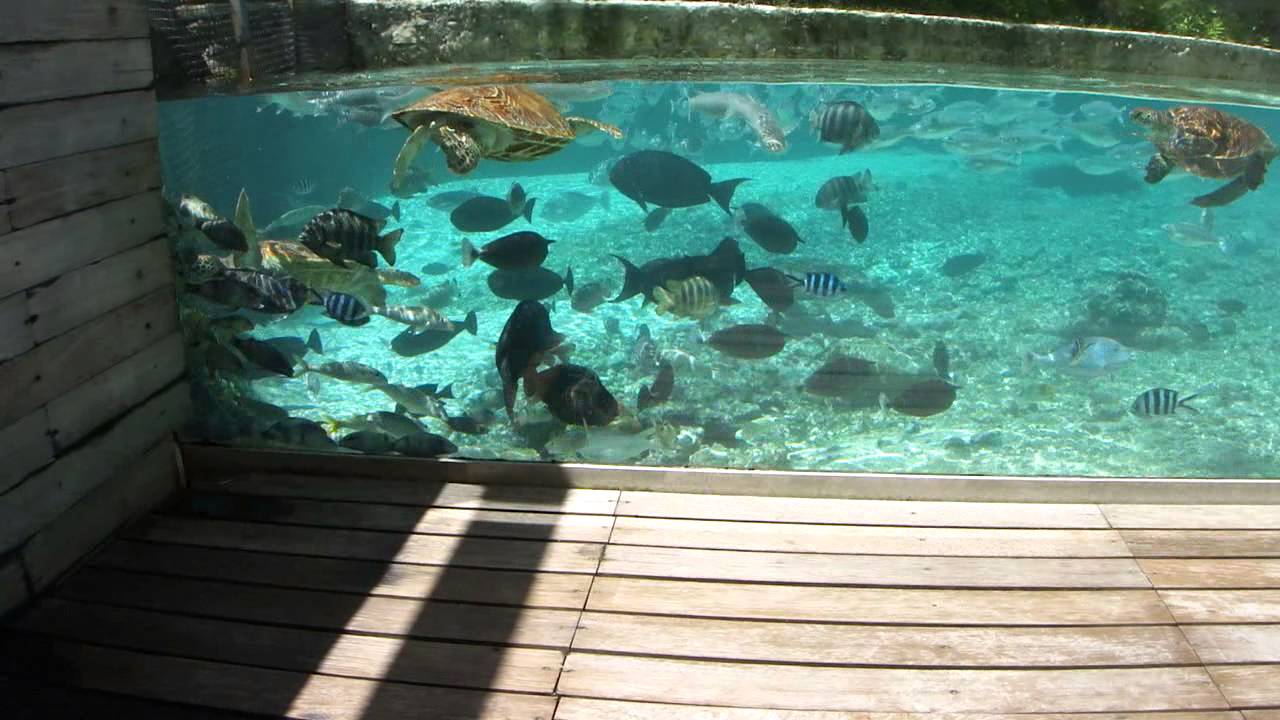 Turtles swimming with fish in the Bora Bora Turtle Center - YouTube