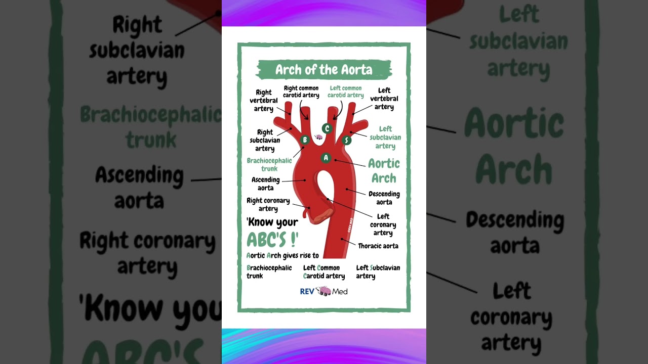 Arch of the Aorta - Anatomy - YouTube