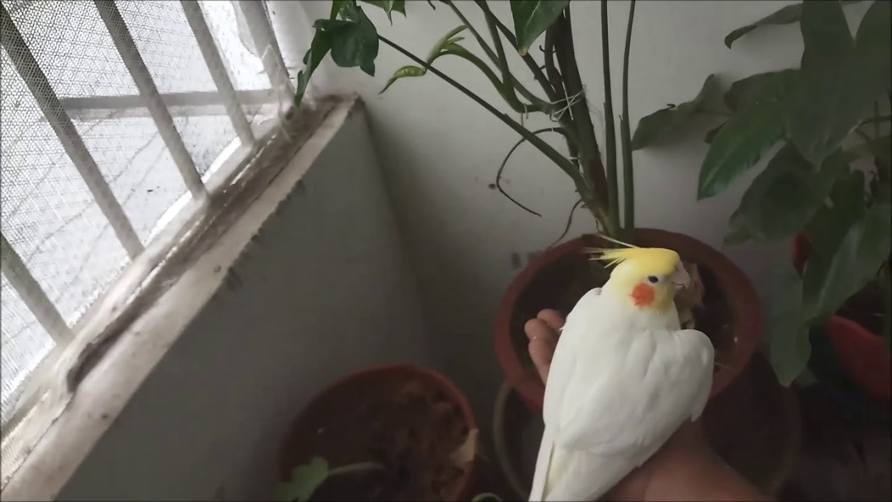 Cockatiel Bird Training OUT OF CAGE - YouTube
