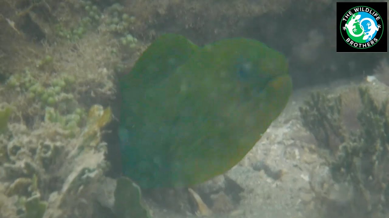 The Predators of the Coral Reef! - YouTube