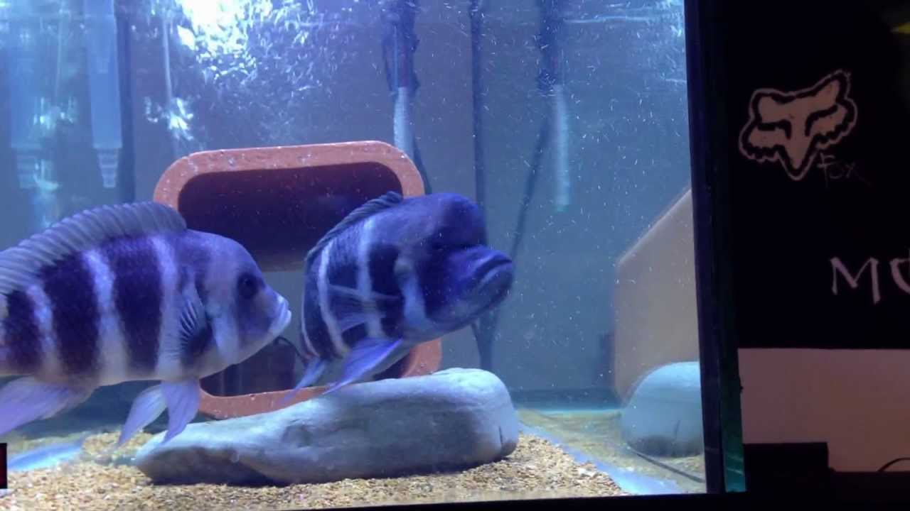 Wild Samazi Blue Frontosa - YouTube