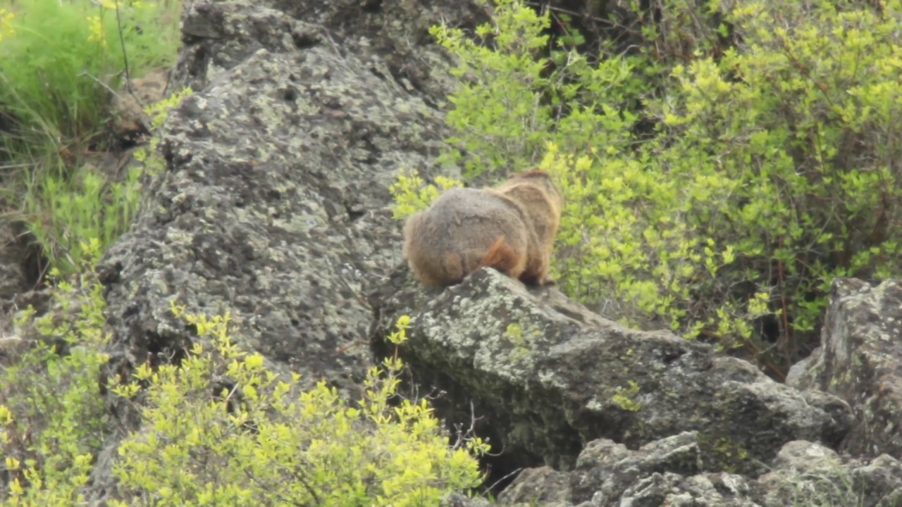 Spring Shooting - Long Range Rockchucks - YouTube