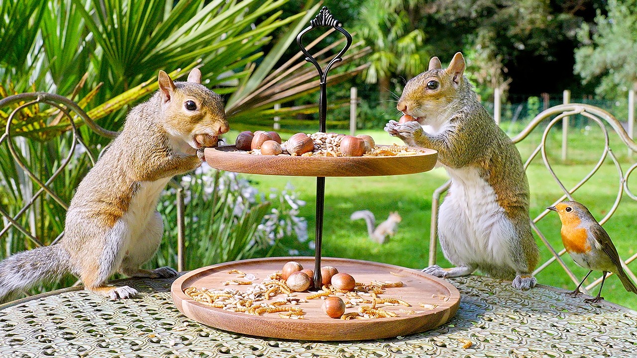 Cat TV No Ads 🐿️ Afternoon Tea Party for Squirrels & Birds 🕊️ TV For ...