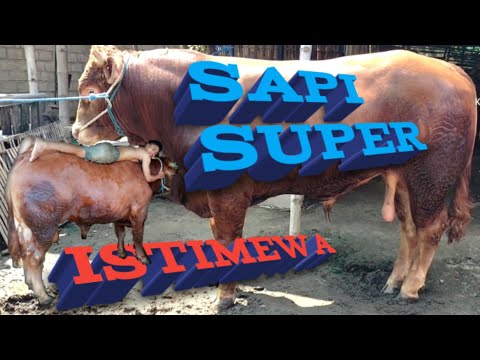 Waow ada yang istimewa! ! ! sapi super body mantab betul - sapi super