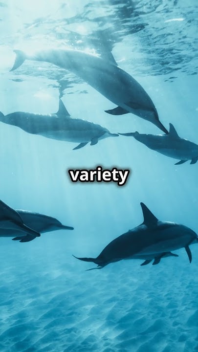 The Secret Language of Dolphins - YouTube