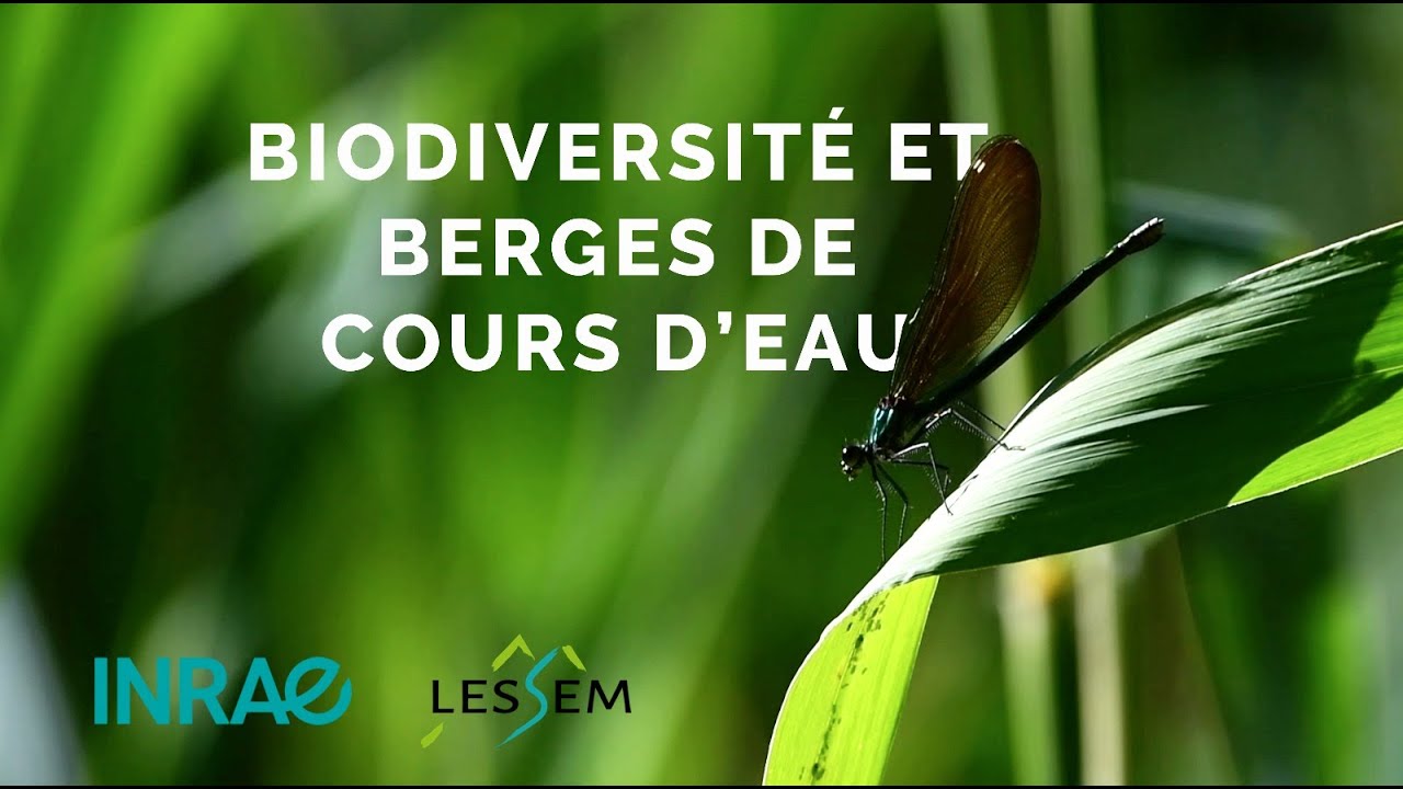Biodiversité et berges de cours d’eau - YouTube